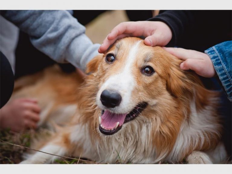Adopting From The SPCA These Are The Rules Kempton Express